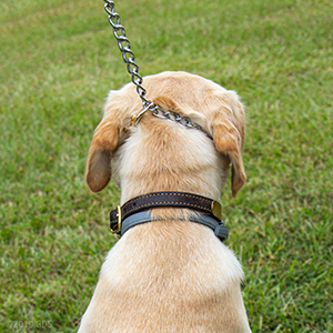 How to Use the Floating Ring on Snap Leads | Gun Dog Supply