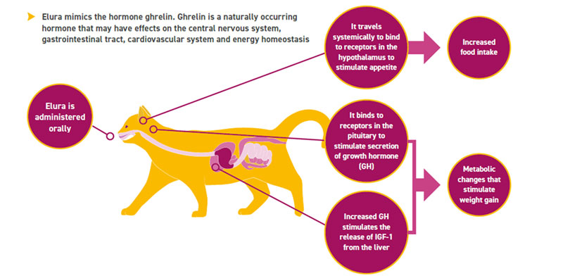 Elura (capromorelin oral solution) 20 mg/ml (15 ml) for Cats | On Sale ...