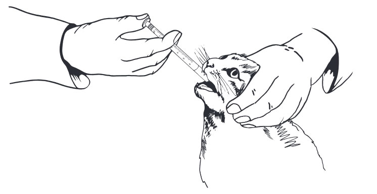 Elura (capromorelin oral solution) 20 mg/ml (15 ml) for Cats | On Sale ...