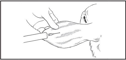 Excede Injectable 100ml by Zoetis | On Sale | EntirelyPets Rx