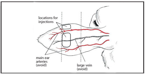 Excede Injectable 100ml by Zoetis | On Sale | EntirelyPets Rx