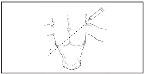 Excede Injectable 100ml by Zoetis | On Sale | EntirelyPets Rx