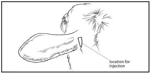 Excede Injectable 100ml by Zoetis | On Sale | EntirelyPets Rx