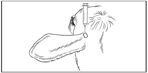 Excede Injectable 100ml by Zoetis | On Sale | EntirelyPets Rx