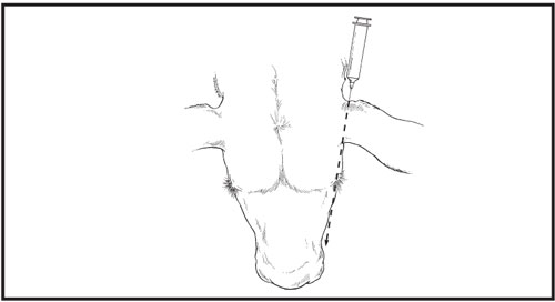 Excede Injectable 100ml by Zoetis | On Sale | EntirelyPets Rx