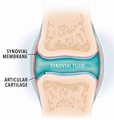 Polyglycan - 10ml Vial | On Sale | EntirelyPets Rx