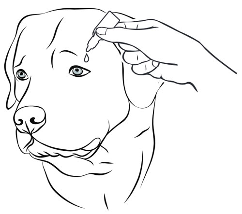 Remend Corneal Repair Gel (3ml) | On Sale | EntirelyPets Rx