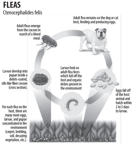 Selarid (selamectin) for Small Dogs - 6 Doses (10.1-20 lbs) | On Sale ...