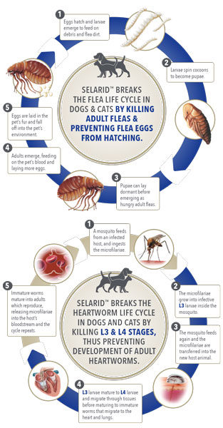 Selarid (selamectin) for Large Dogs - 6 Doses (40.1-85 lbs) - [Parasite ...