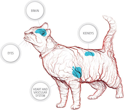 Semintra Oral Solution 10 mg/mL | Free Shipping | EP Rx