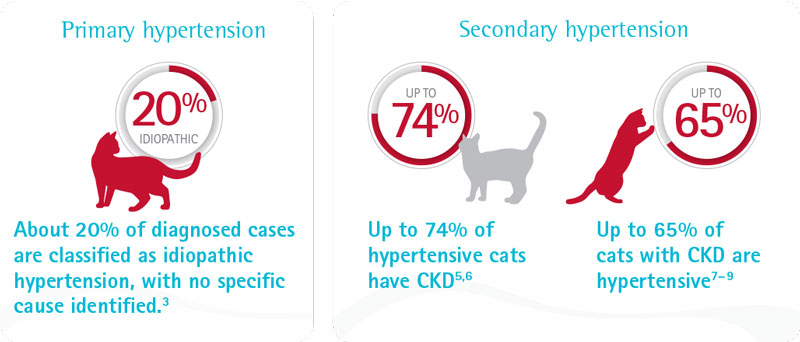 Semintra Oral Solution 10 mg/mL | Free Shipping | EP Rx