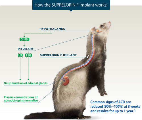 Suprelorin F Implant for Ferrets - 4.7mg (2 count) | On Sale | EntirelyPets Rx
