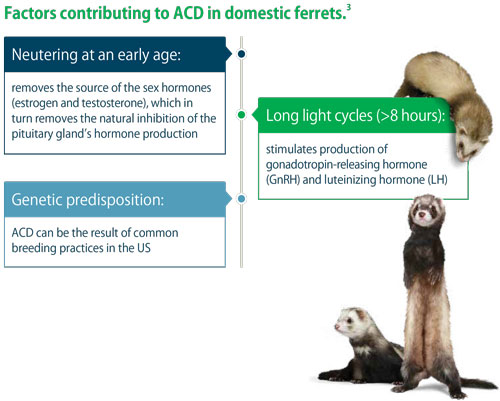 Suprelorin F Implant for Ferrets - 4.7mg (2 count) | On Sale ...