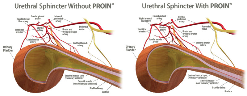 Proin 75 mg (60 Chewable Tablets) | On Sale | EntirelyPets Rx