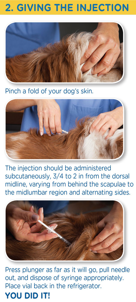 Vetsulin for Dogs & Cats - Insulin U-40 10ml - [Diabetic Injection ...